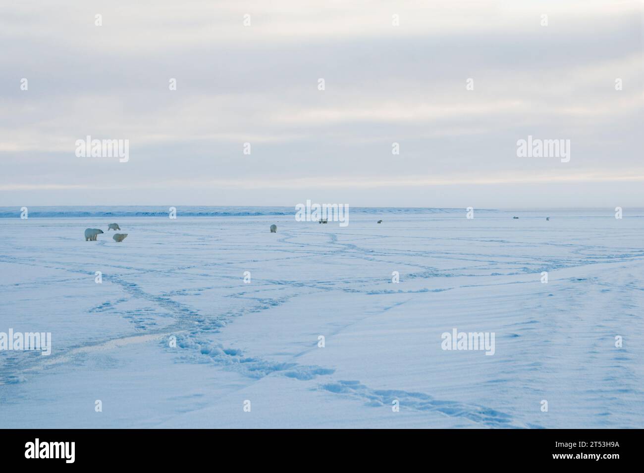 polar bears Ursus maritimus hanging out and walking over newly formed ...