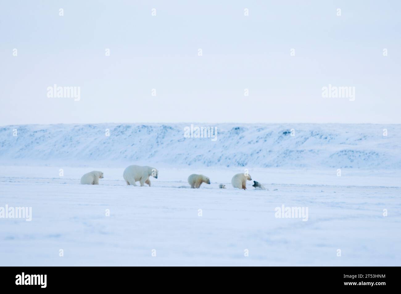 polar bears Ursus maritimus sows with cubs move through and play on ...