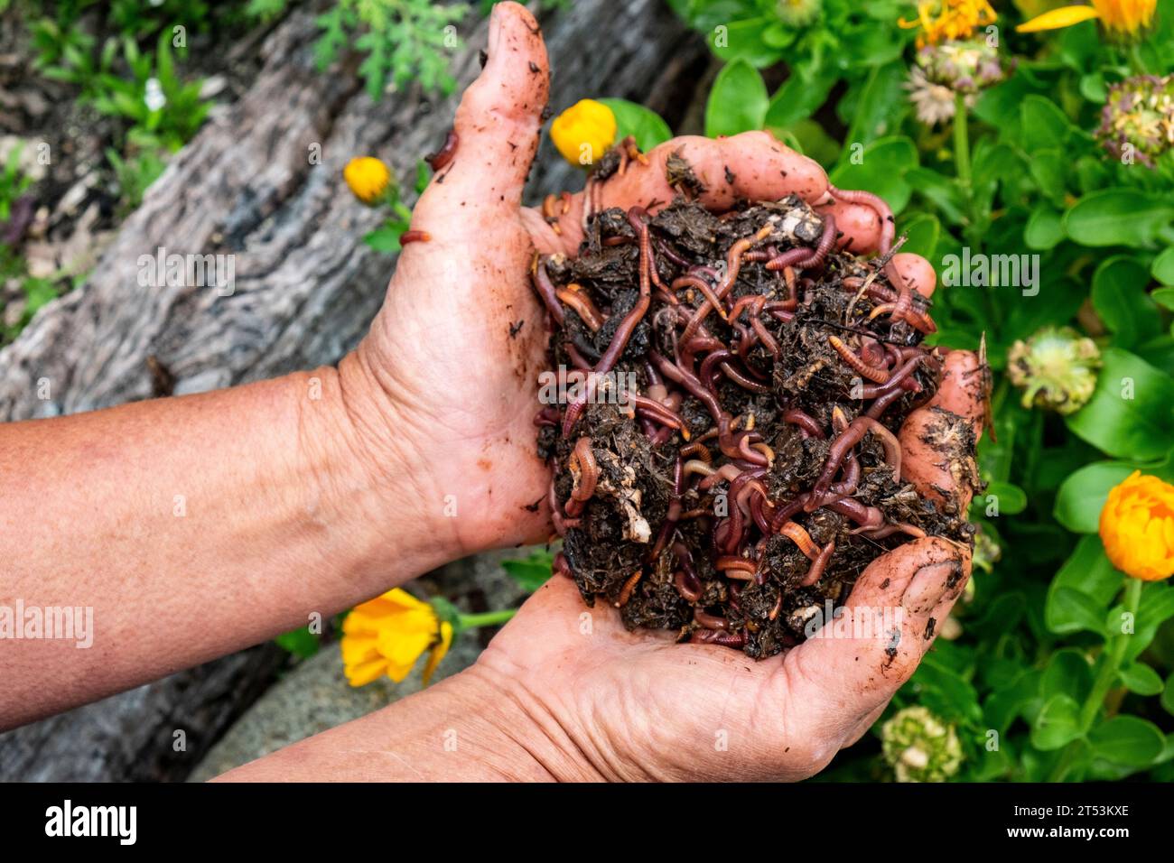 Vermiculture in organic gardening. A gardener with two hands full of ...