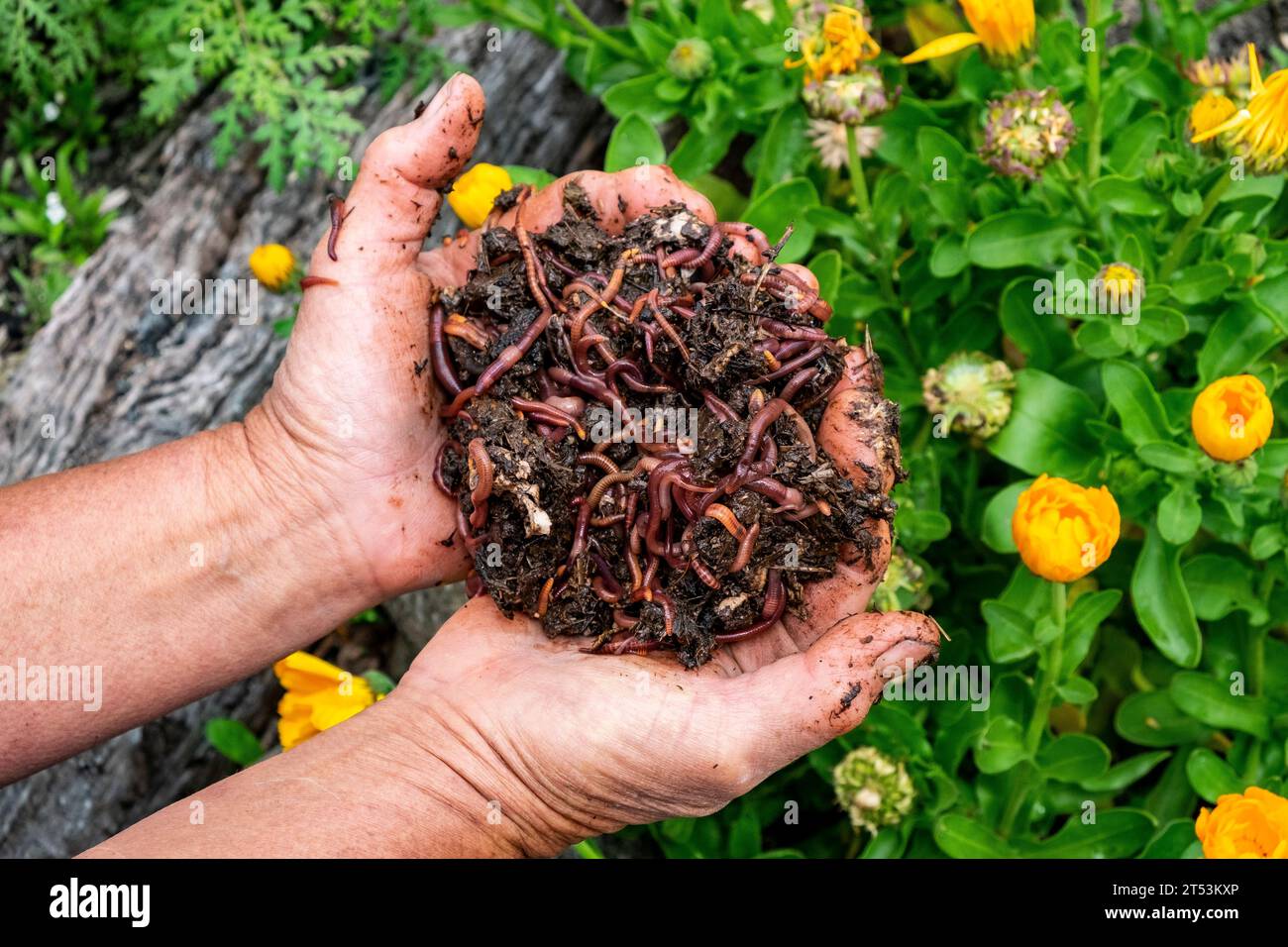 Vermiculture in organic gardening. A gardener with two hands full of ...