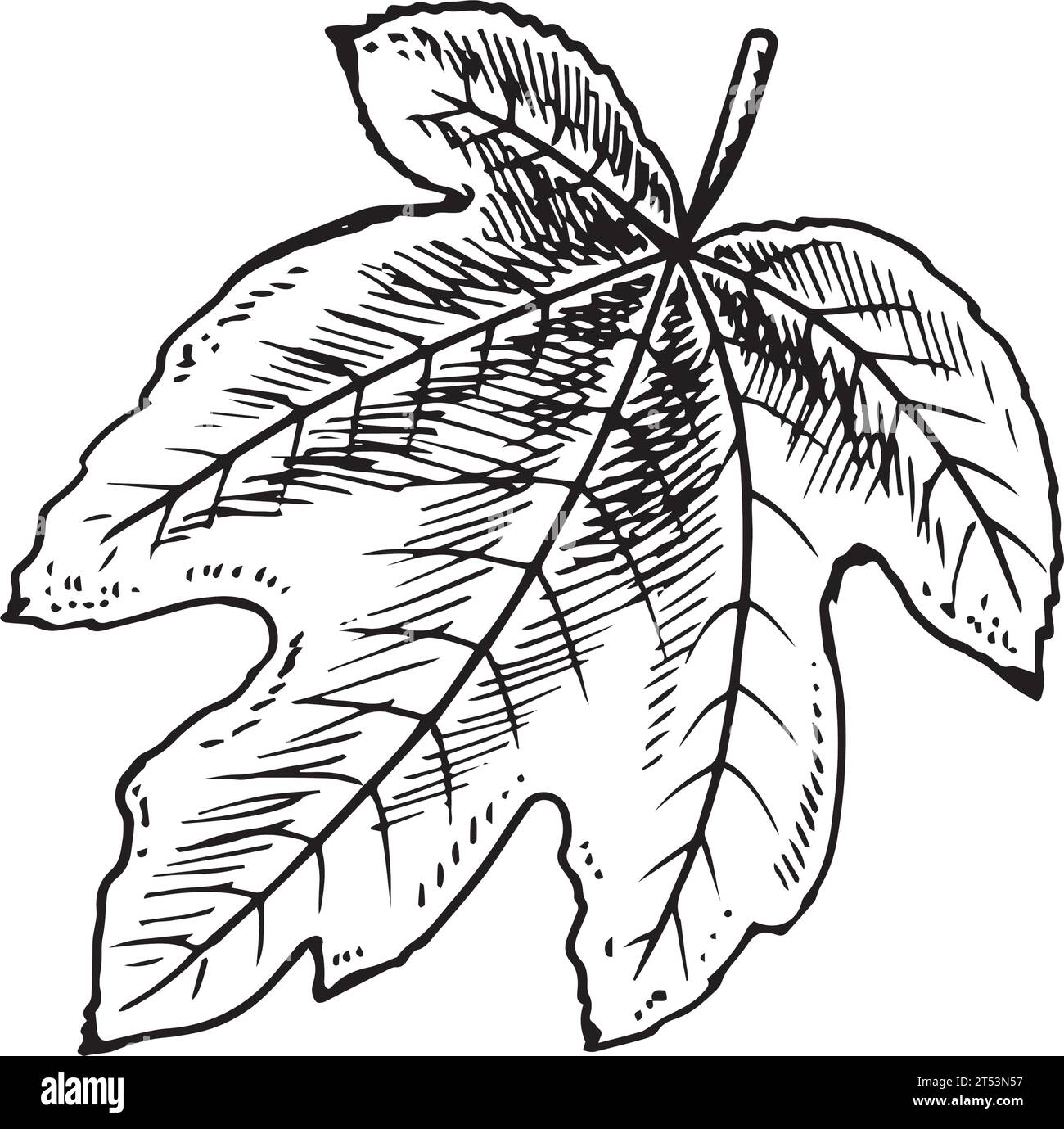 Folded leaf of fig tree in hand drawn sketch style vector illustration ...