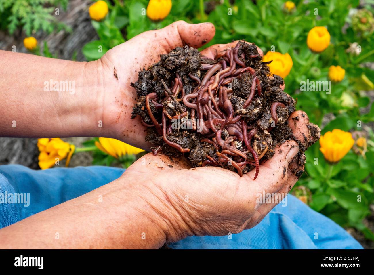 Vermiculture in organic gardening. A gardener with two hands full of ...
