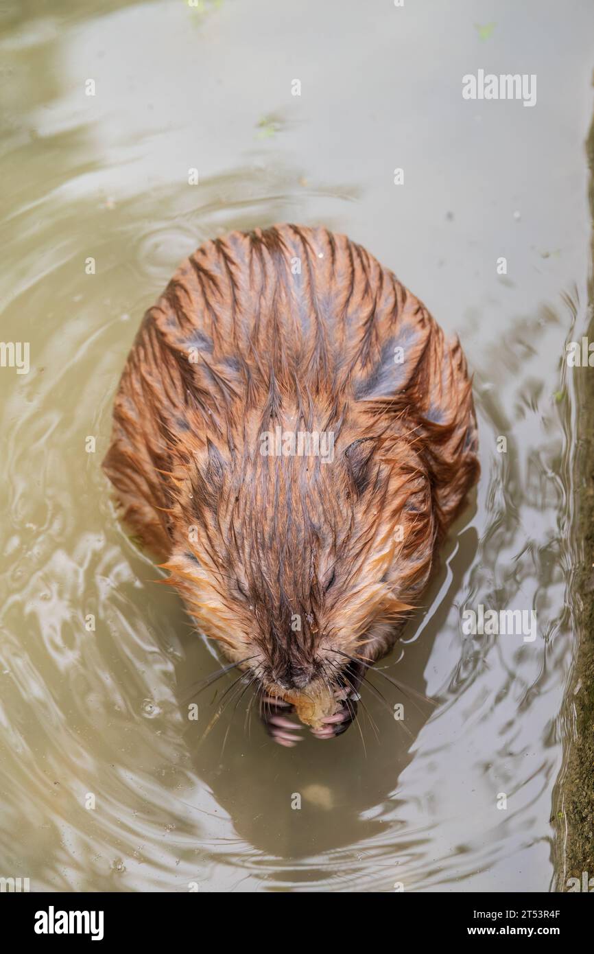 Wild animal Muskrat, Ondatra zibethicuseats, eats on the river bank ...