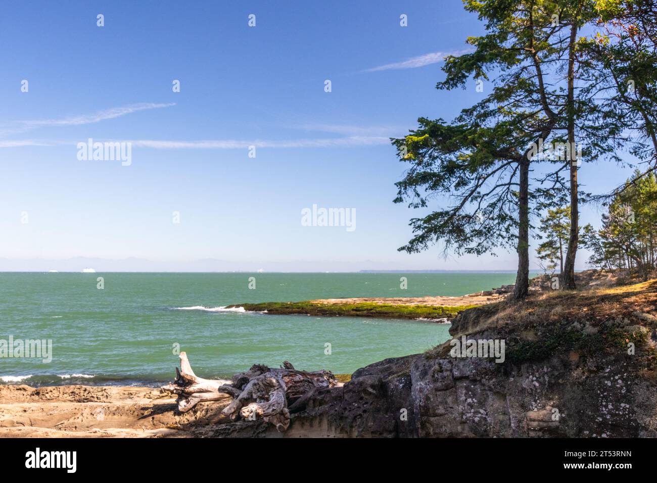 Trees along rocky shoreline of a beach in Mayne Island, British ...
