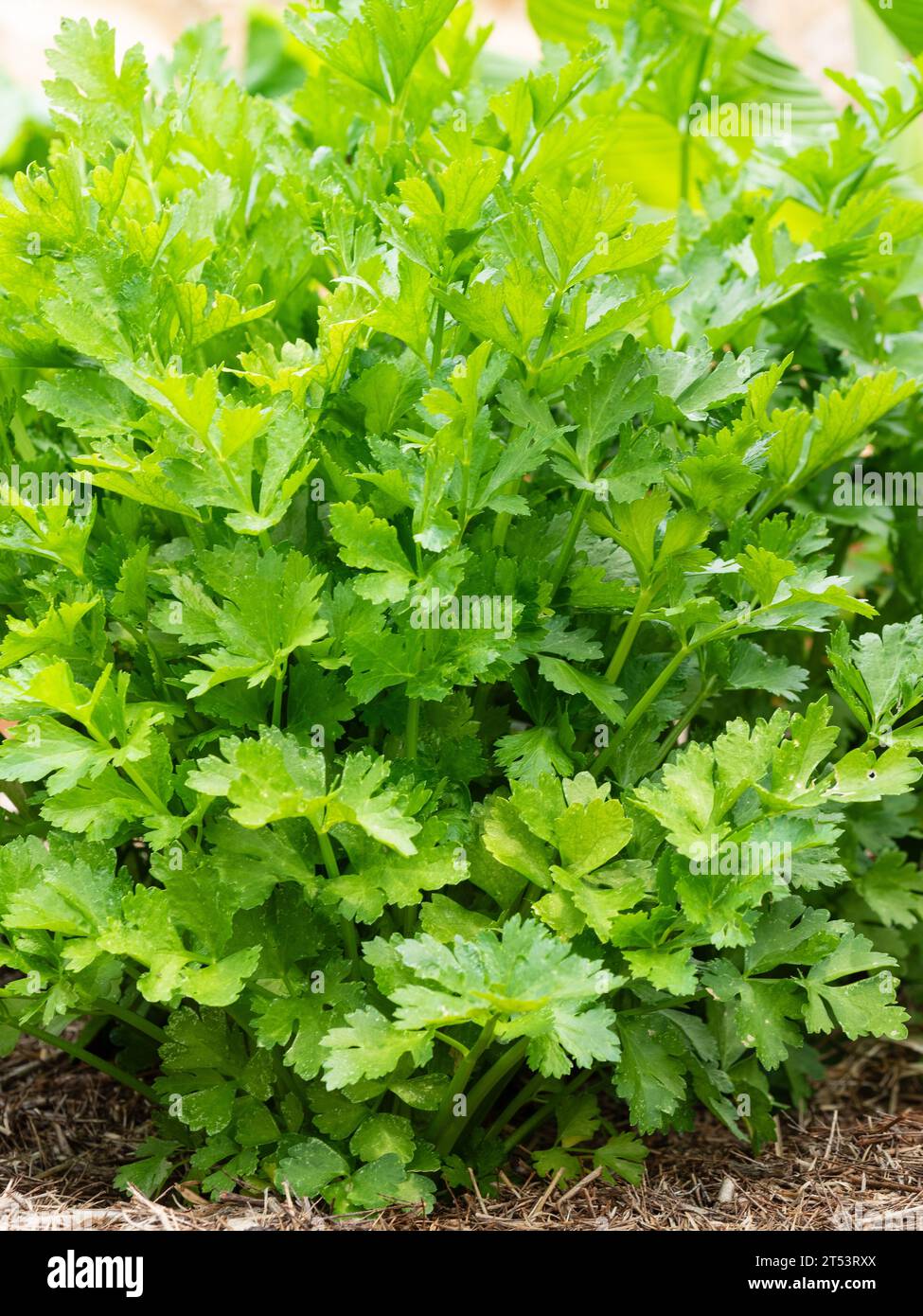 Green celery, thriving and leafy in an Australian vegetable garden ...