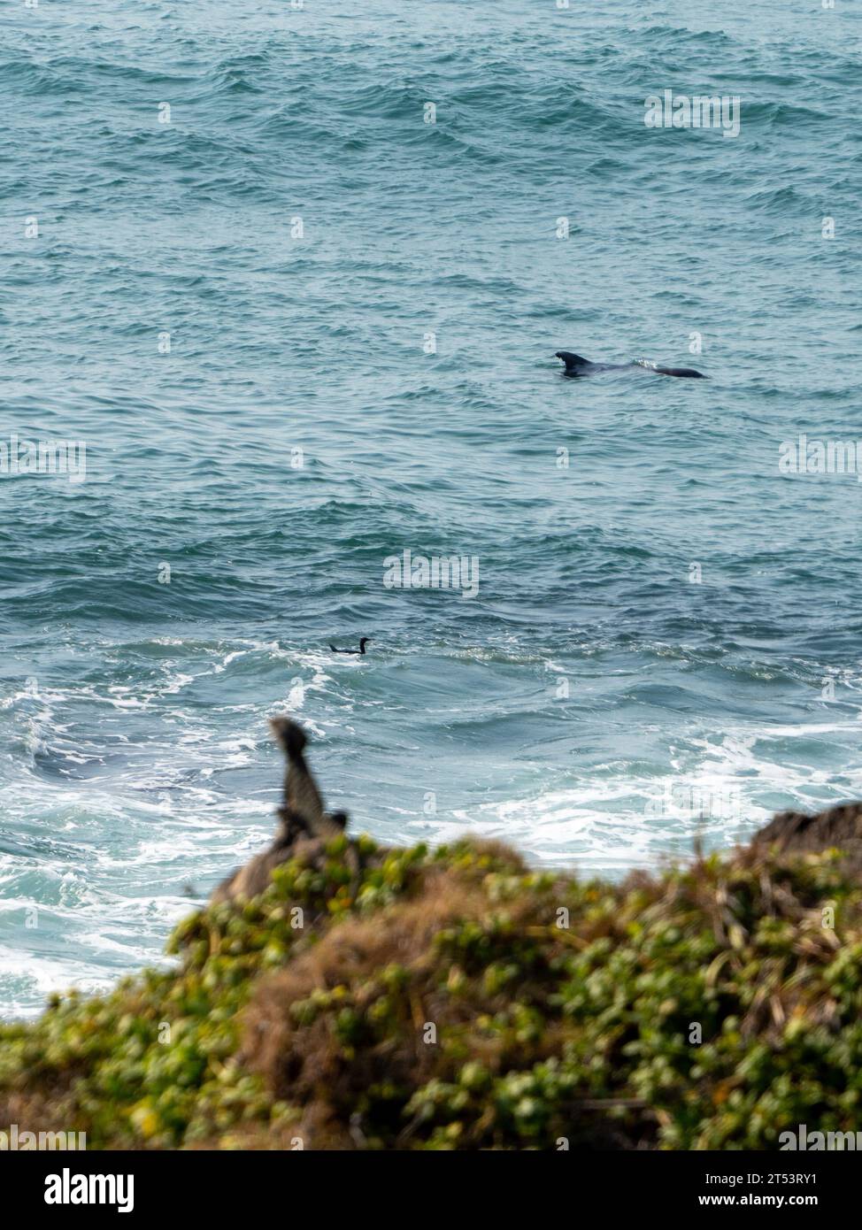 Three different animals enjoying the sea together, a Dolphin and bird ...