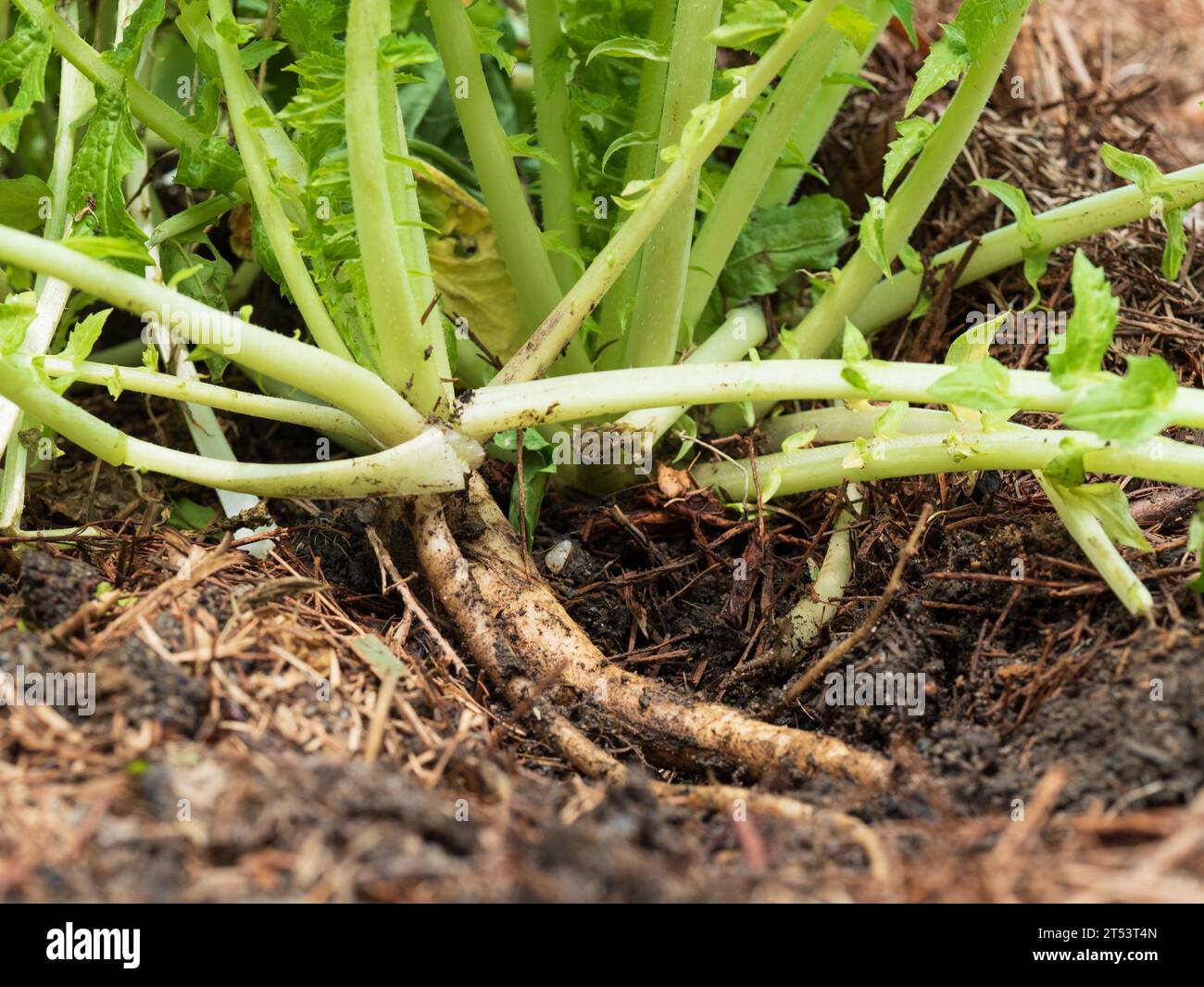 Digging up the Daikon Radishes in the vegetable garden, harvesting ...