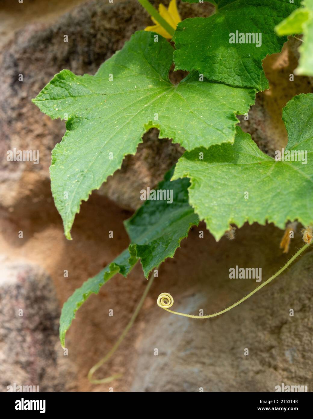 A tiny spiral tendril and green leaves of a Cucumber plant vine hanging ...