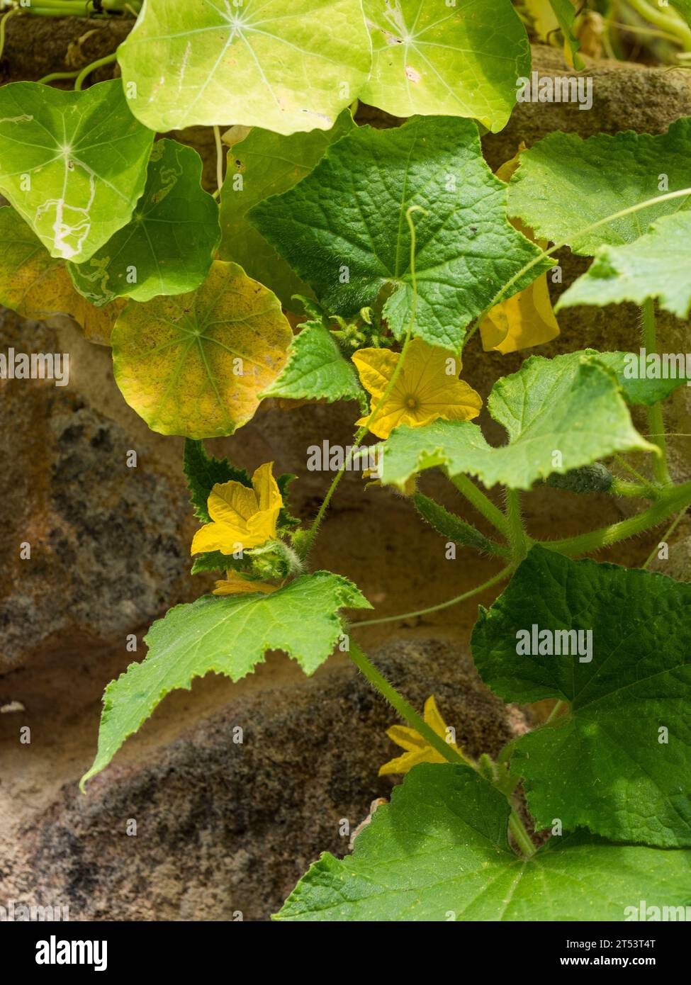 The Veggie patch, A tangle of tiny curling tendrils, yellow flowers and ...