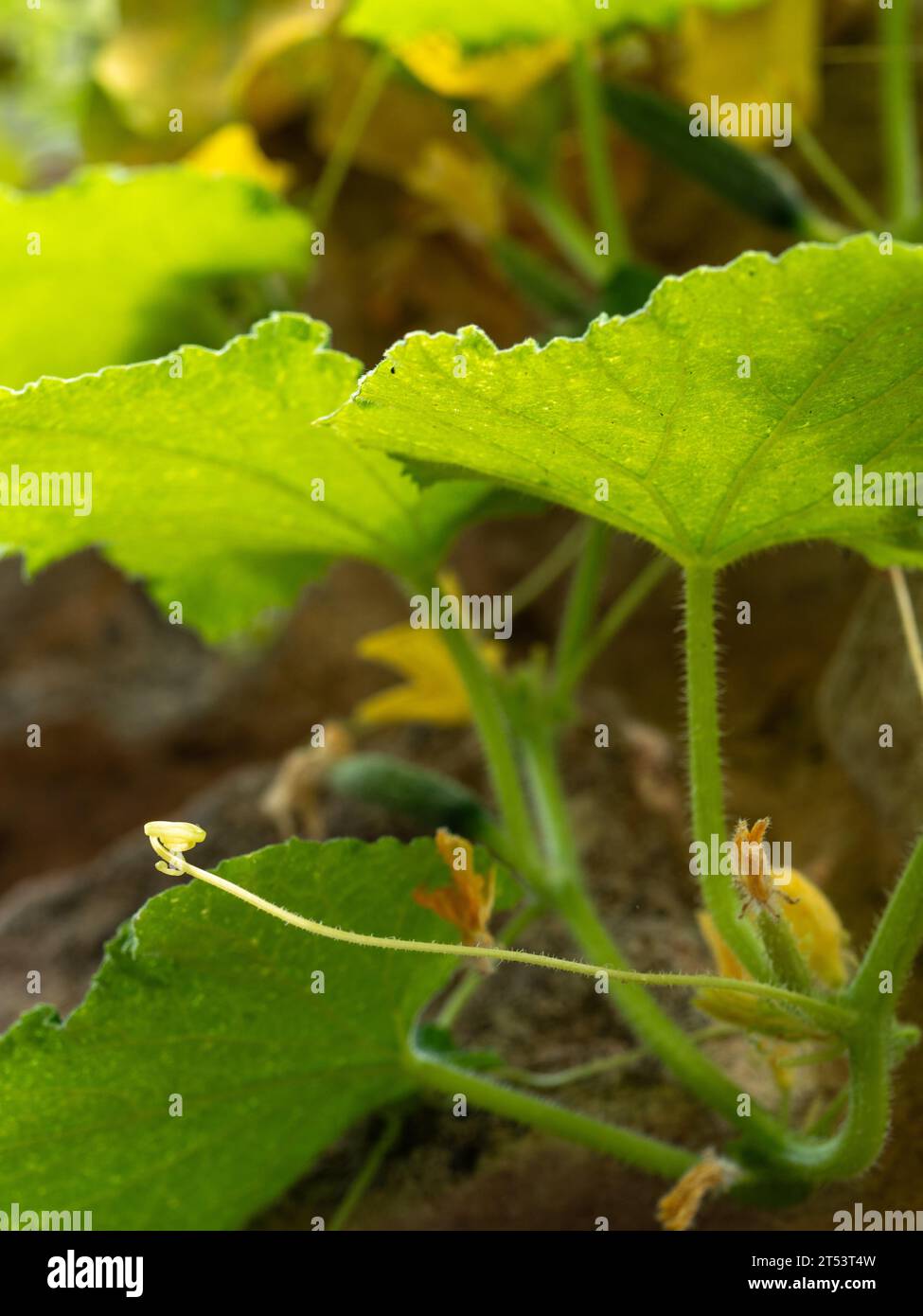 Sun lighting up the underside of the green leaves of a Cucumber plant ...