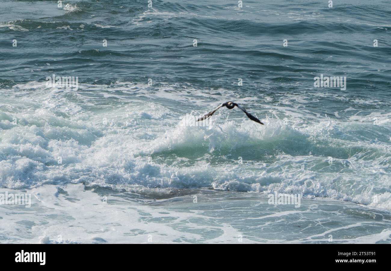 Australian magpie swooping hi-res stock photography and images - Alamy