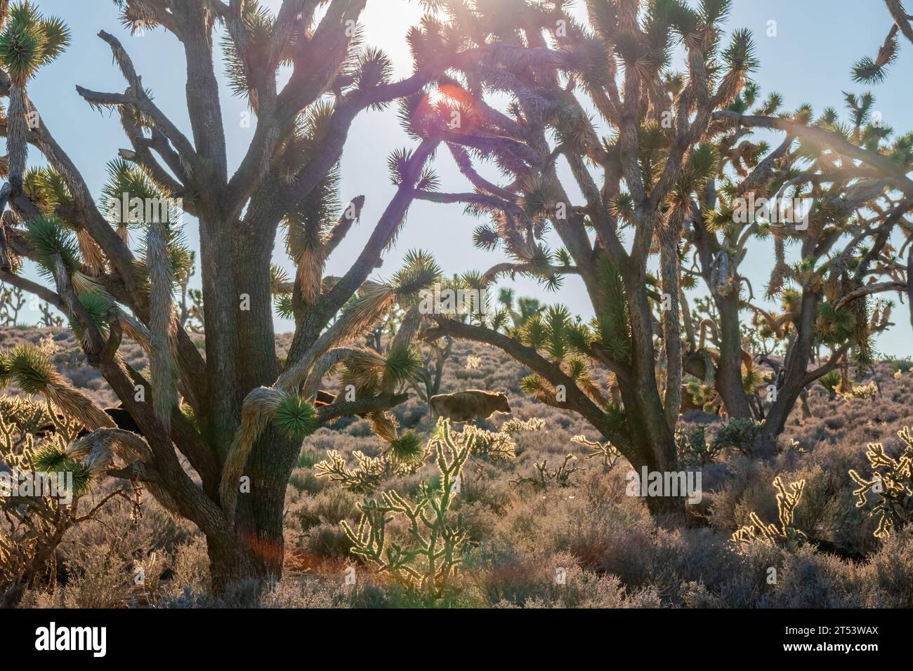 Arizona desert trees hi-res stock photography and images - Alamy