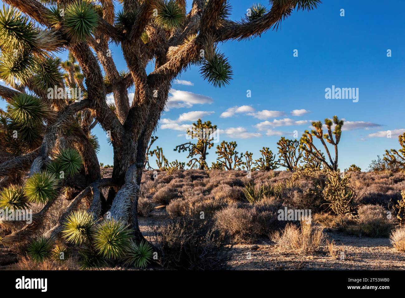 Desierto mojave hi-res stock photography and images - Alamy