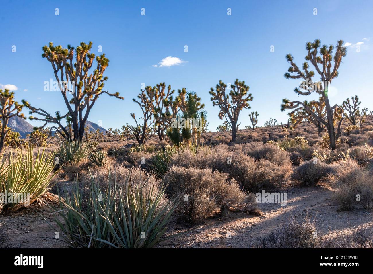 Desierto de arizona hi-res stock photography and images - Alamy