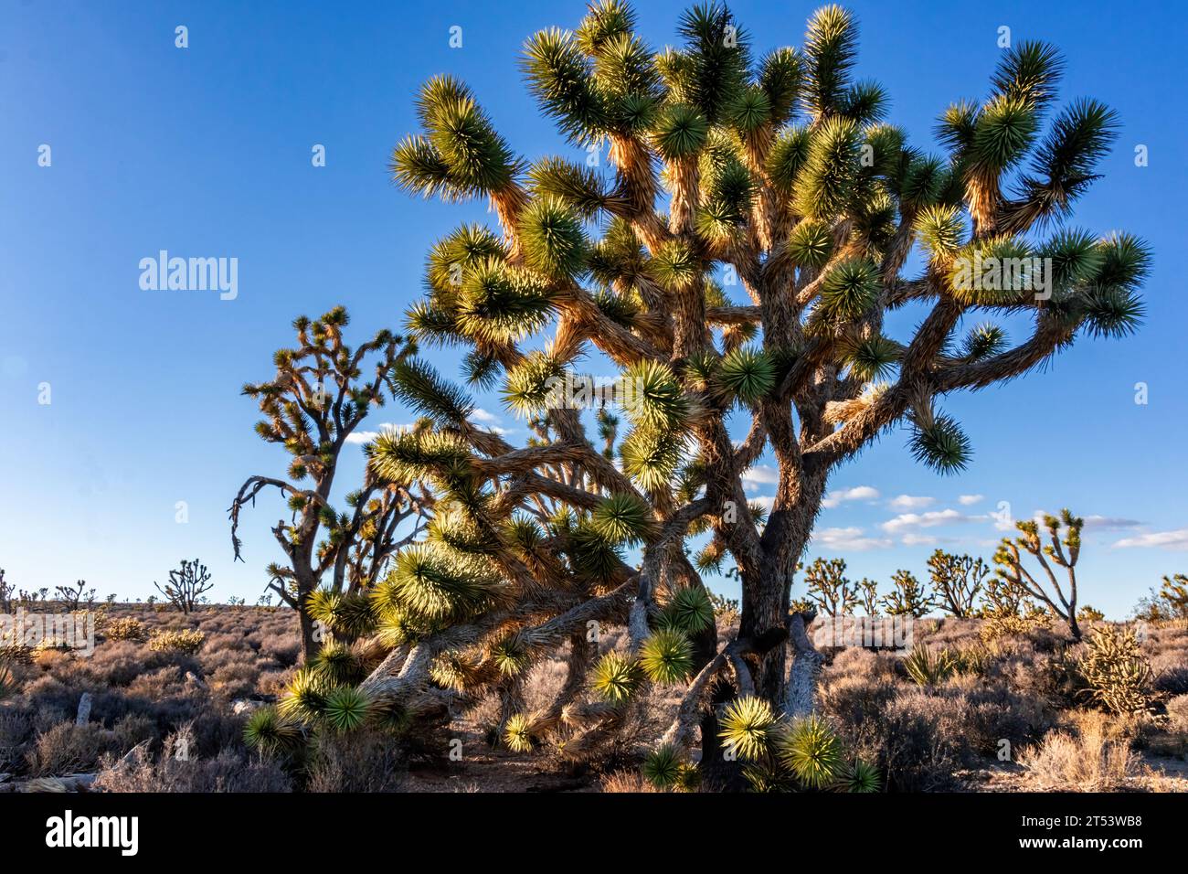 Arizona desert trees hi-res stock photography and images - Alamy