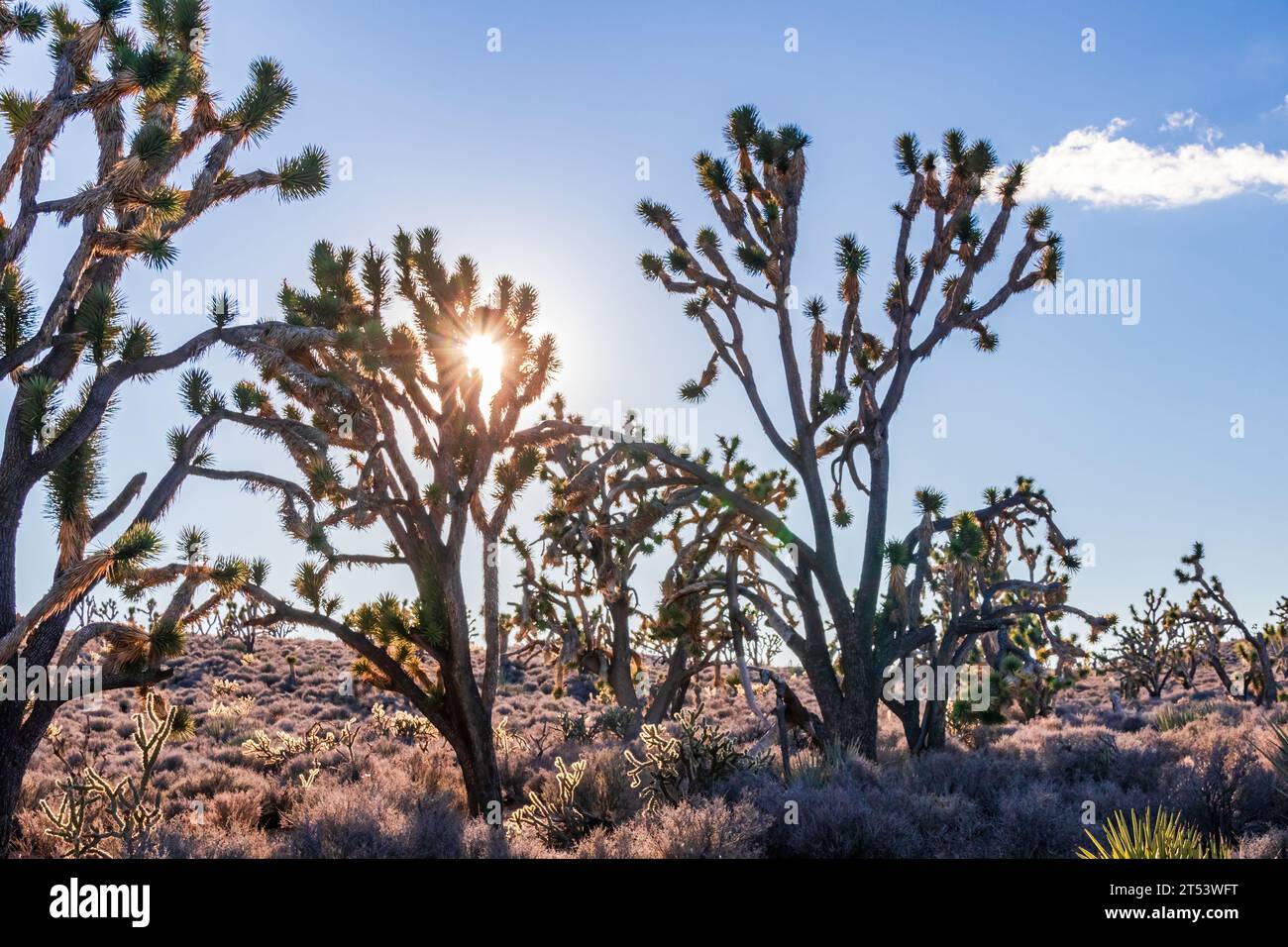 Joshua trees in the Mojave Desert outside Dolan Springs, Arizona, near ...