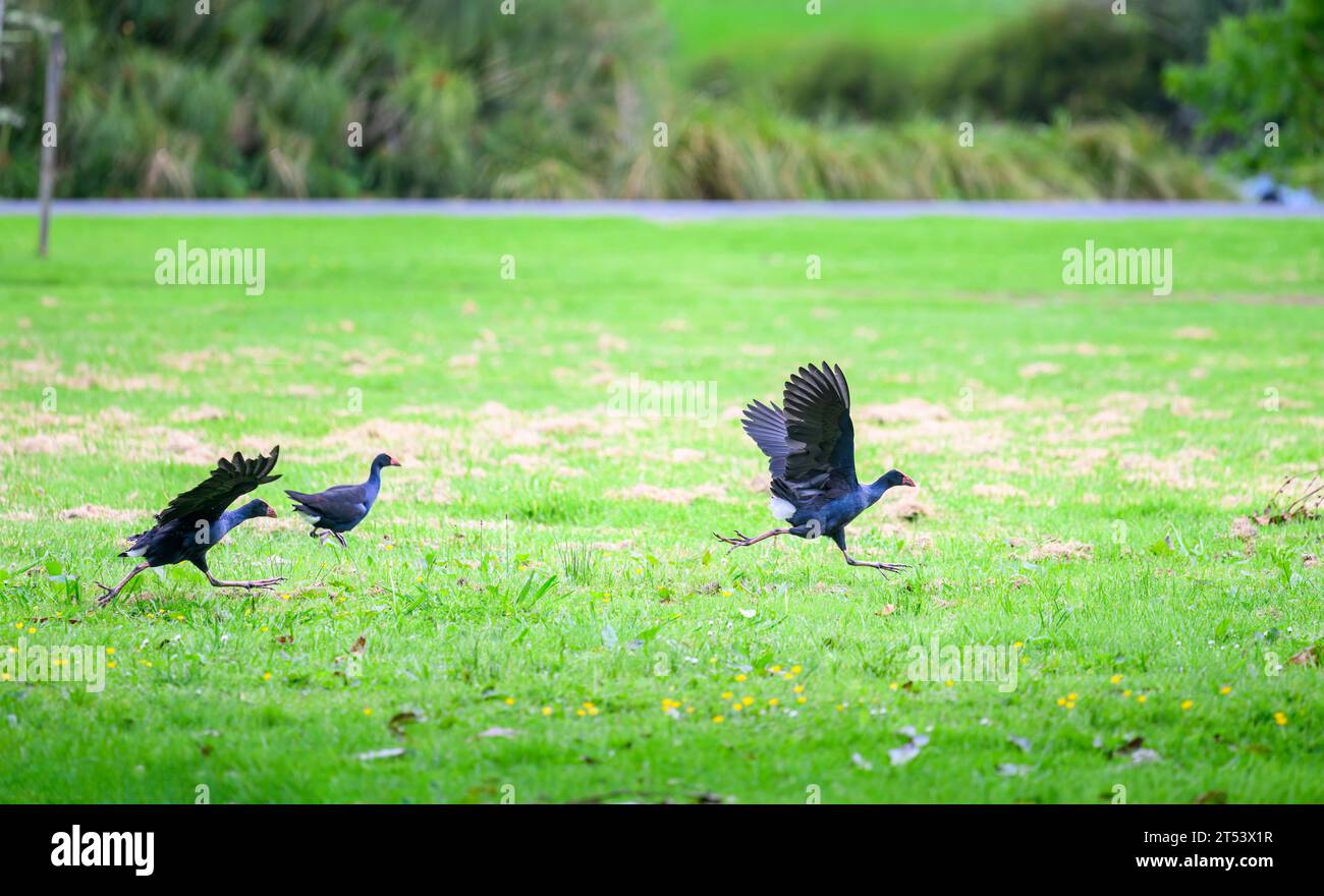 Pukeko wing hi-res stock photography and images - Alamy