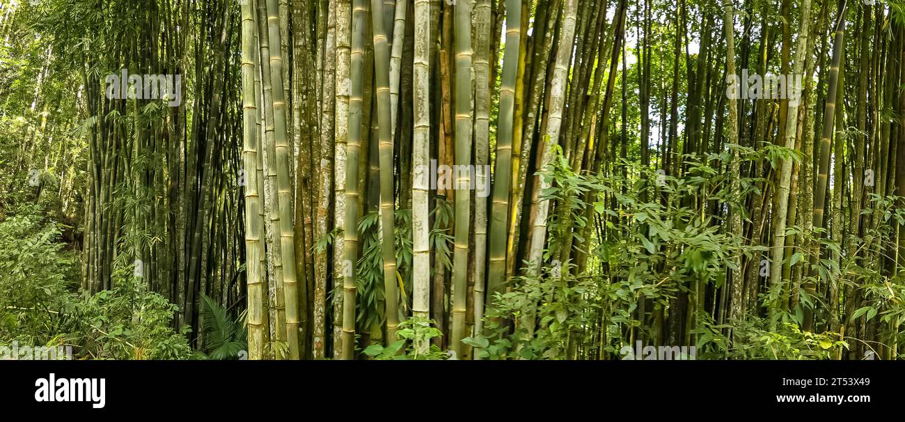 Panorama bamboo forest, Itatiaia, Rio de Janeiro, Brazil Stock Photo ...