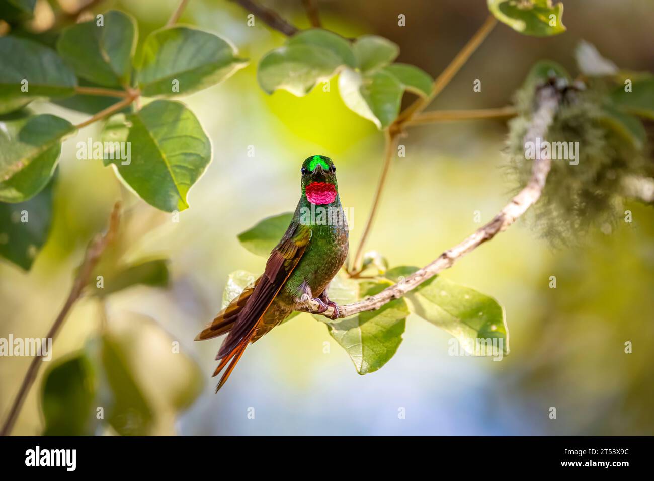 Front view of a Brazilian Ruby perched on a branch against defocused ...