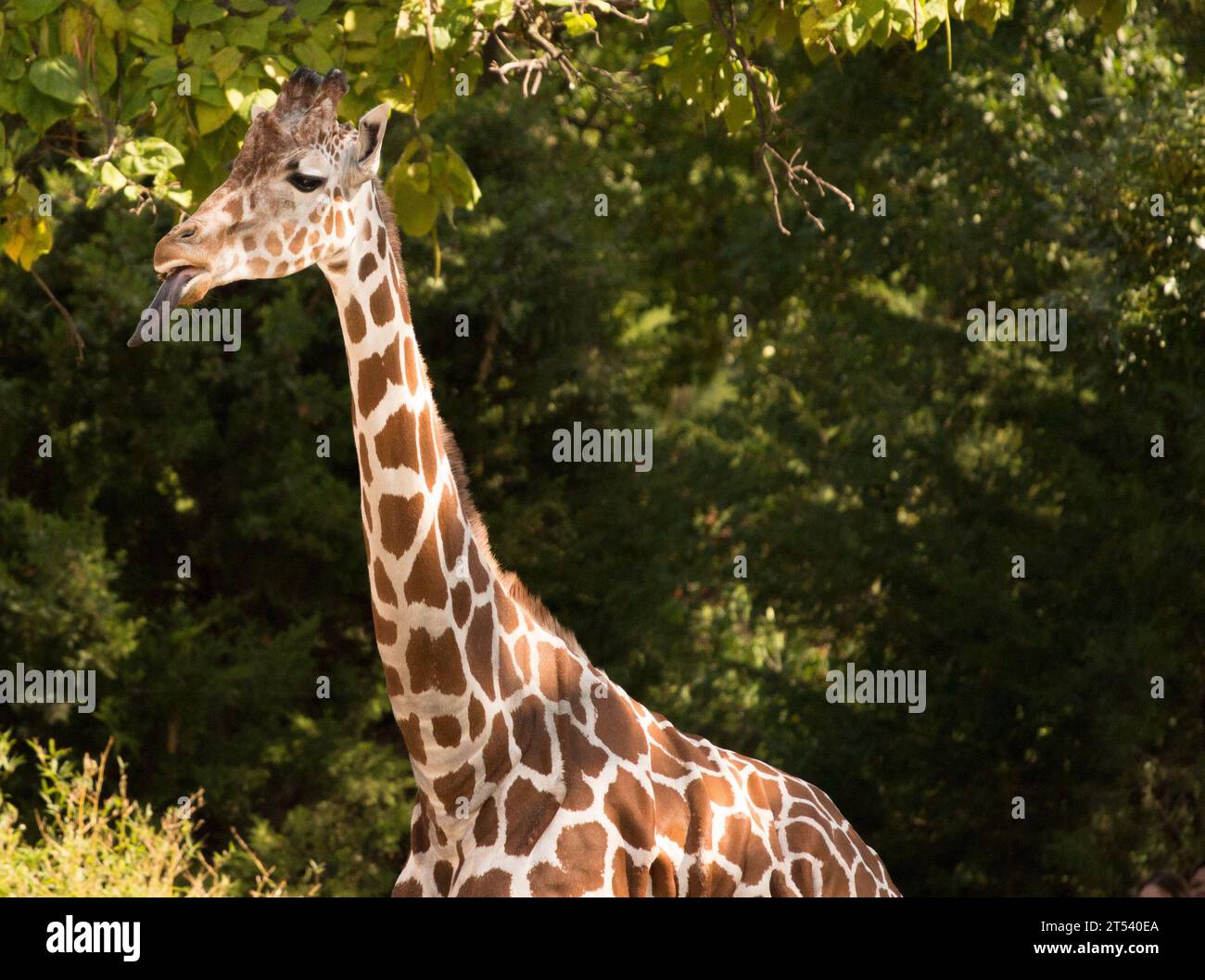 A majestic giraffe stands solo in a savannah environment, gazing off to ...