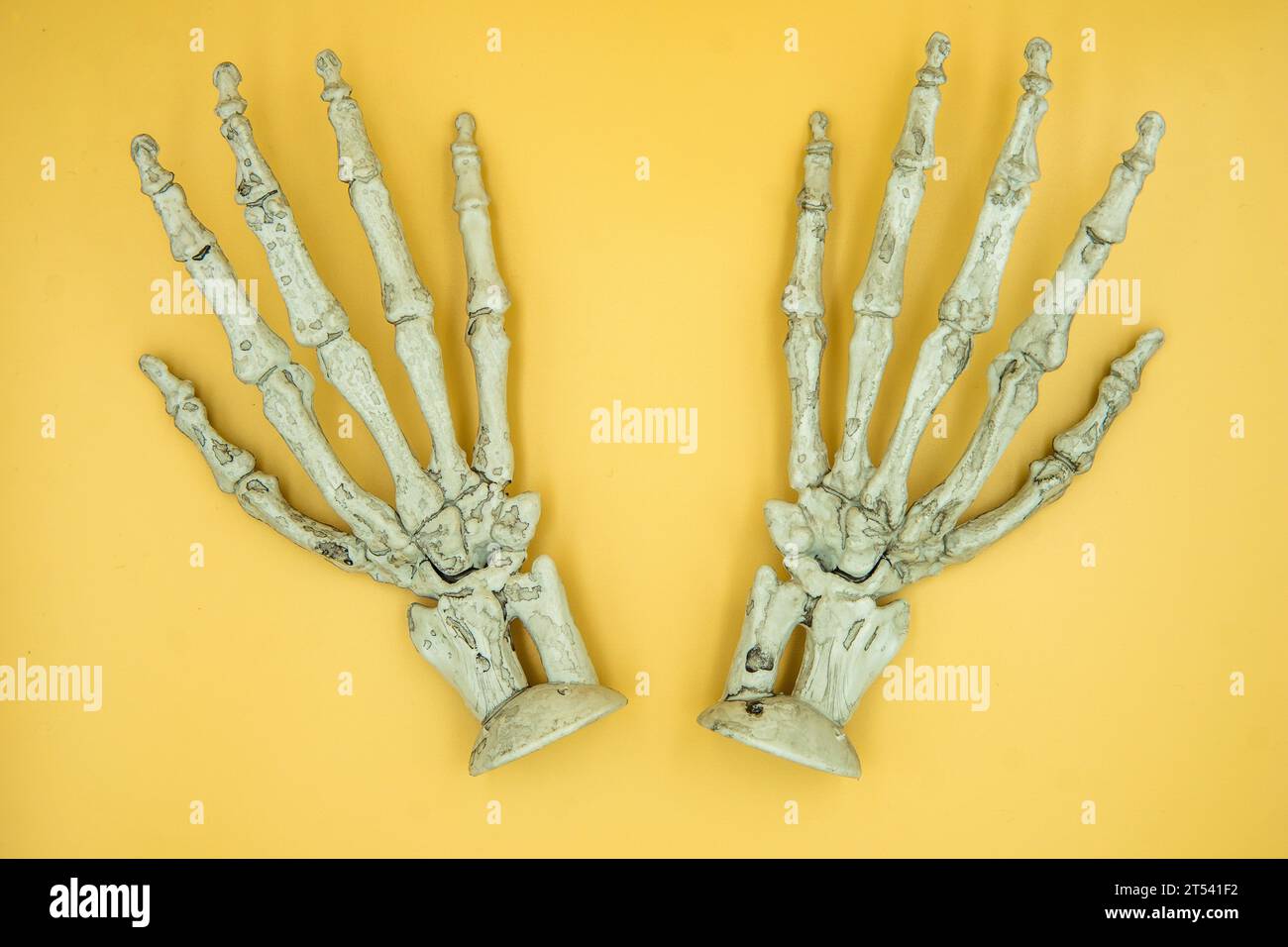 left and right plastic skeleton hands on background Stock Photo - Alamy
