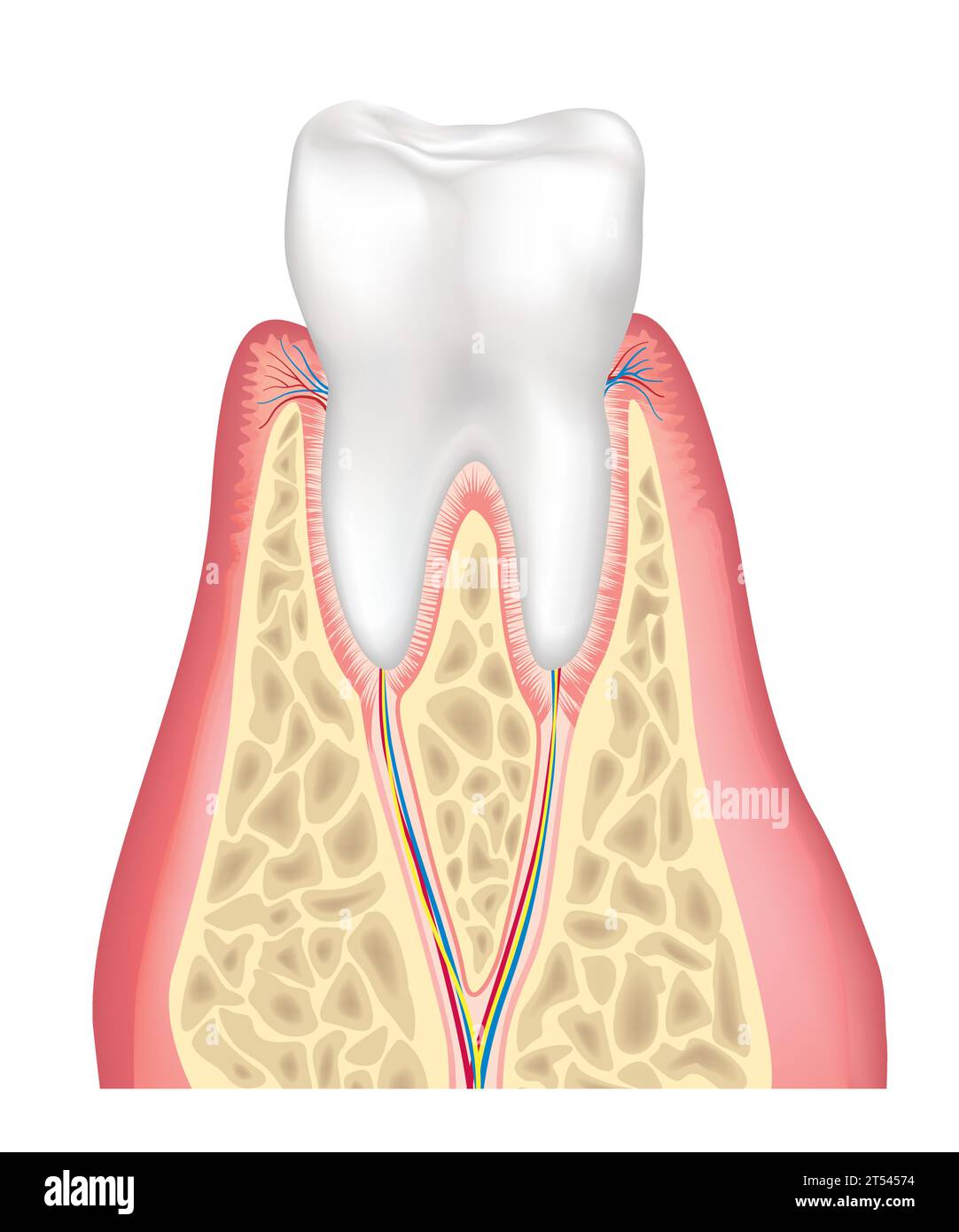 Decayed teeth Cut Out Stock Images & Pictures - Alamy