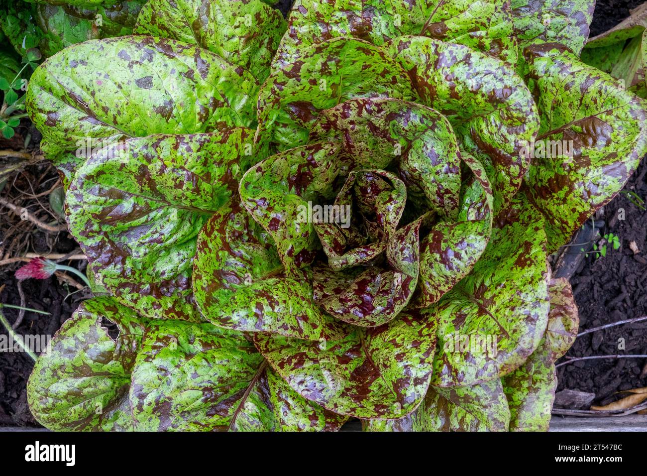 The romaine/cos type lettuce know as Flashy Trout Back with its wine ...