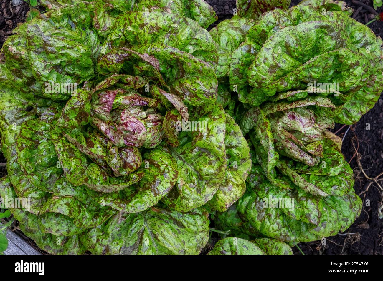 The romaine/cos type lettuce know as Flashy Trout Back with its wine ...