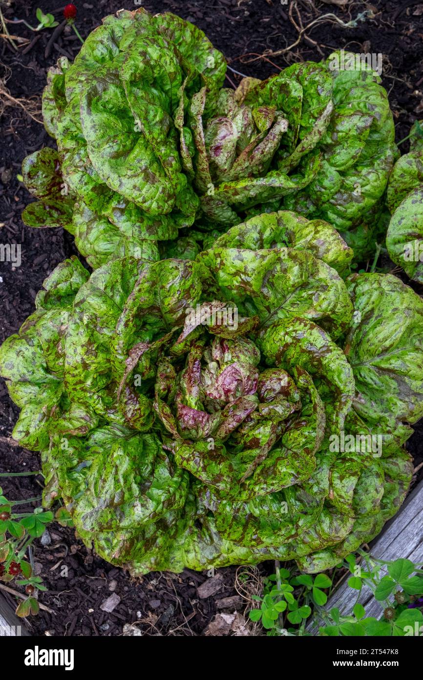 The romaine/cos type lettuce know as Flashy Trout Back with its wine ...