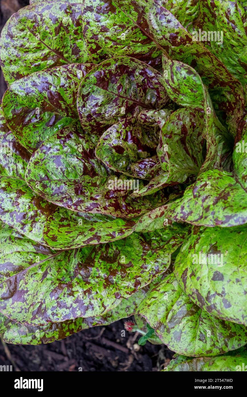 The romaine/cos type lettuce know as Flashy Trout Back with its wine ...