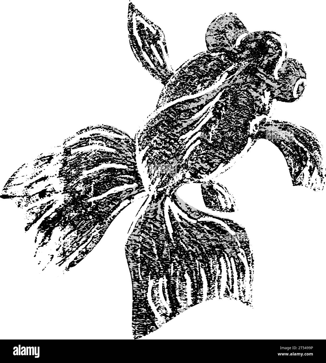 Koi fish isolated of white. Asian of Japanese and Chinese koi carp ...