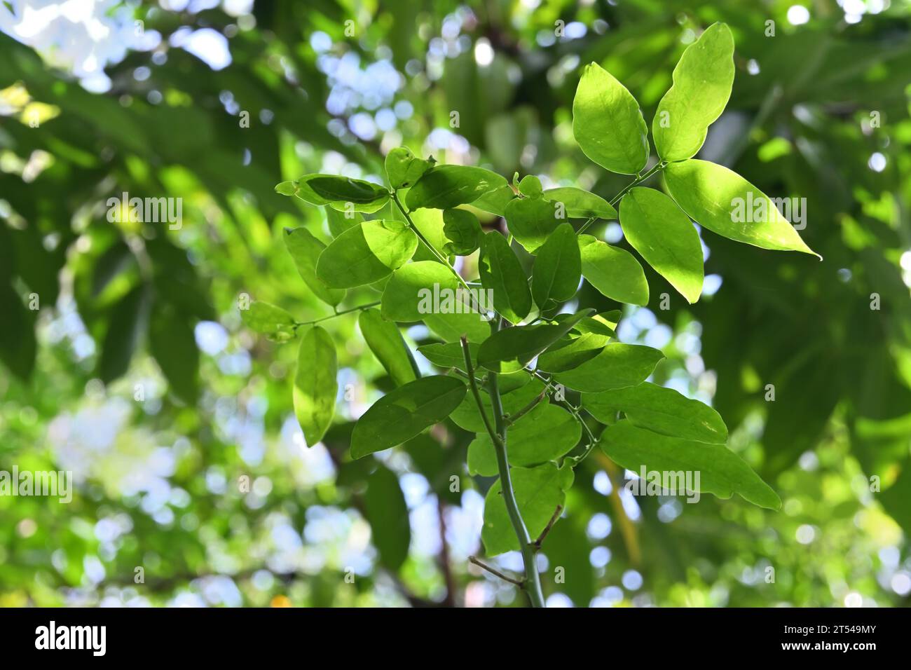 Japan batu plant hi-res stock photography and images - Alamy
