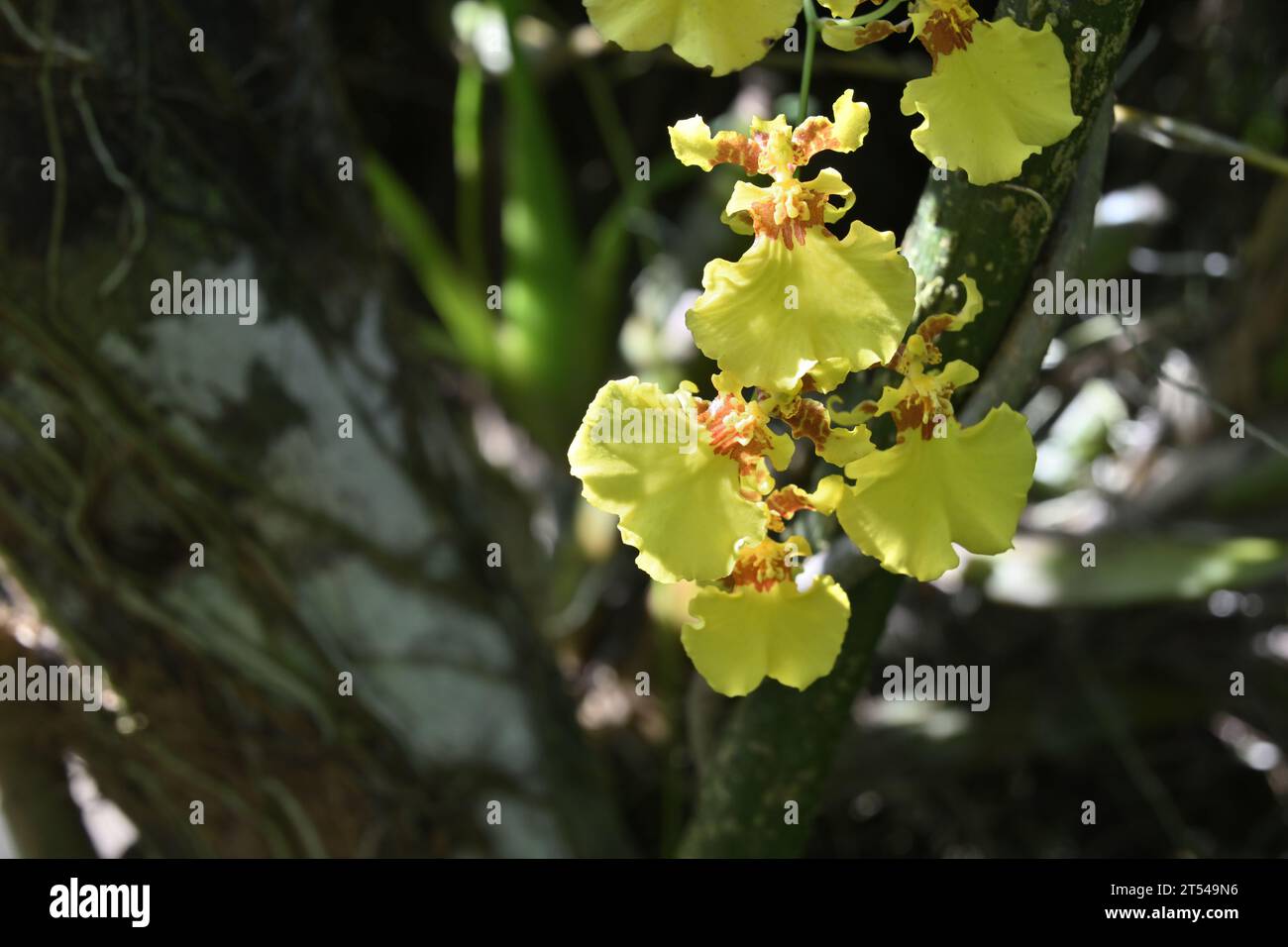 Close up view of the yellow flowers of a Kandyan dancer orchid ...