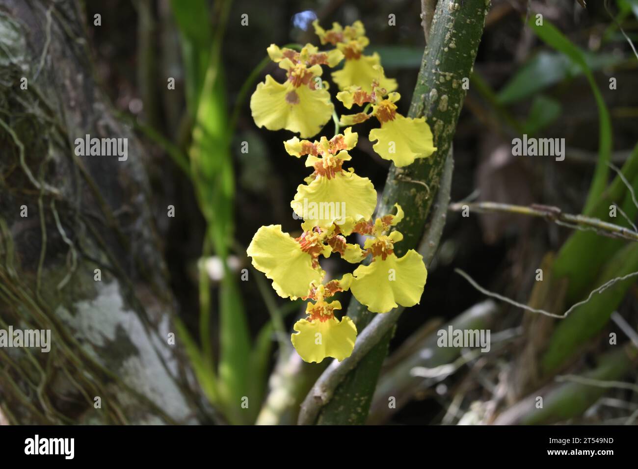 Beautiful view of a flower cluster of a yellow orchid variety known as ...