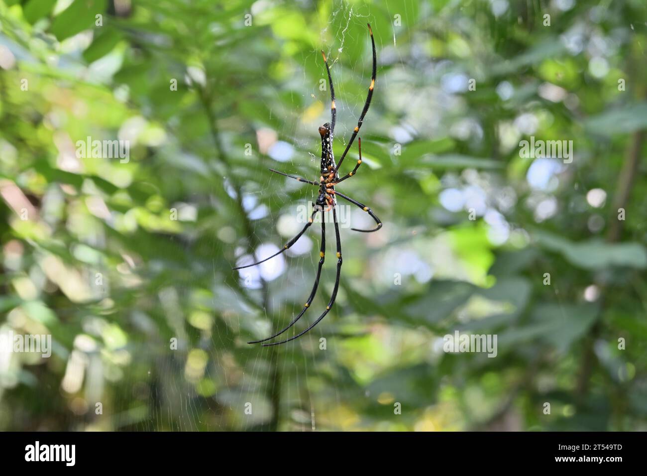 Side ventral view hi-res stock photography and images - Alamy