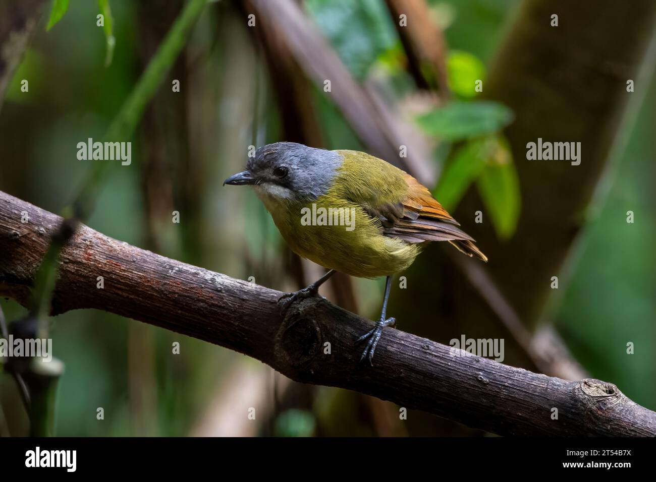 Green backed robin in Arfak mountains in West Papua, Indonesia Stock ...