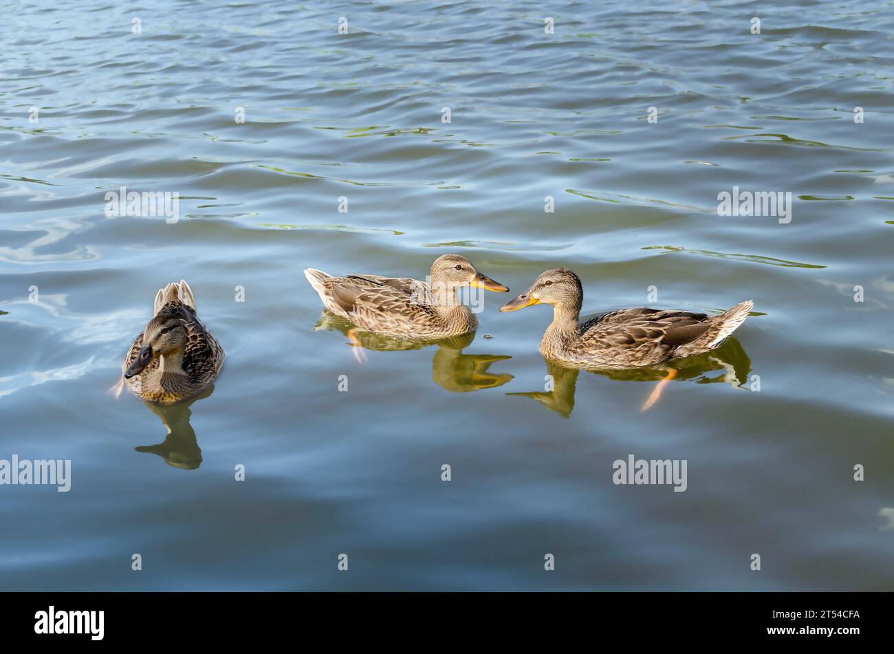Wild summer ducks pond hi-res stock photography and images - Alamy