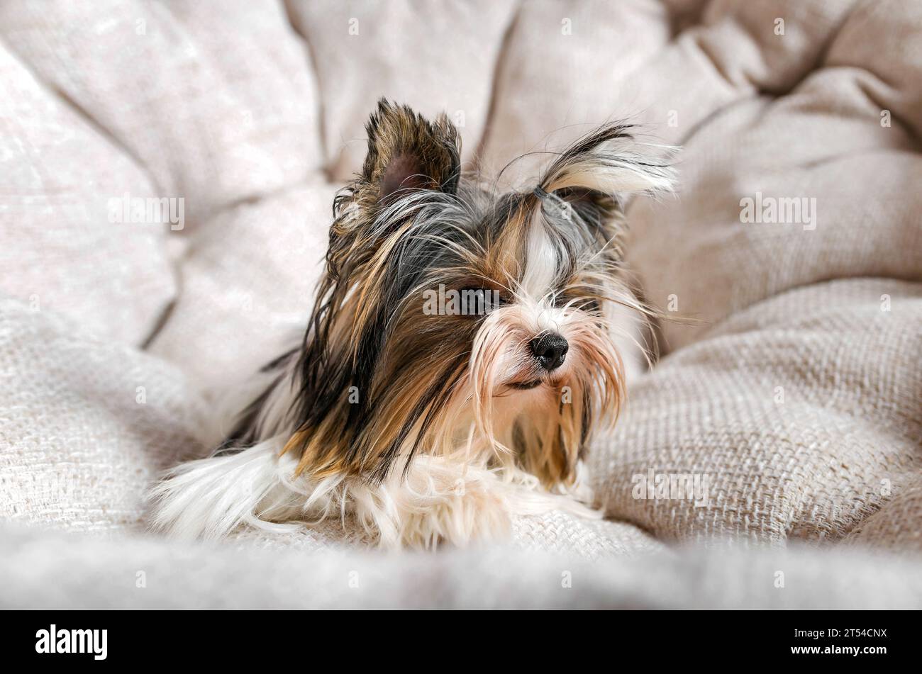 Dogs of the small Yorkshire terrier breed, on a light background Stock ...