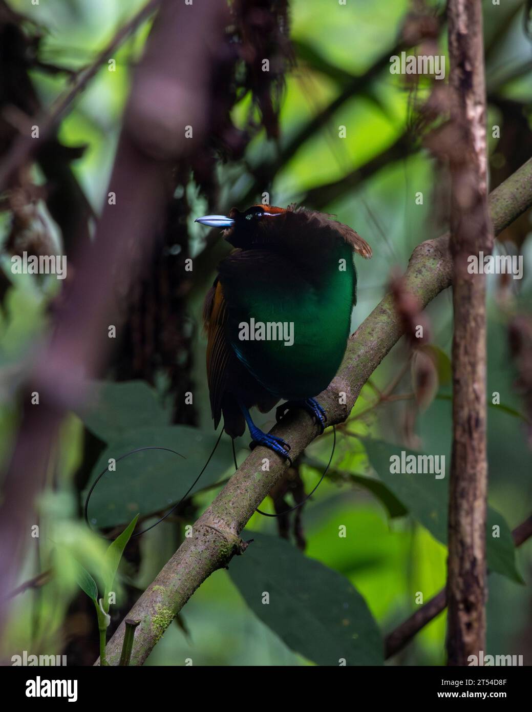Magnificent bird-of-paradise in Arfak mountains in West Papua Stock ...