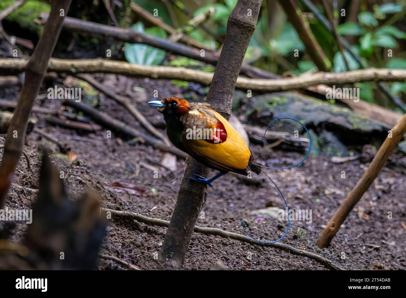 Magnificent bird-of-paradise in Arfak mountains in West Papua Stock ...