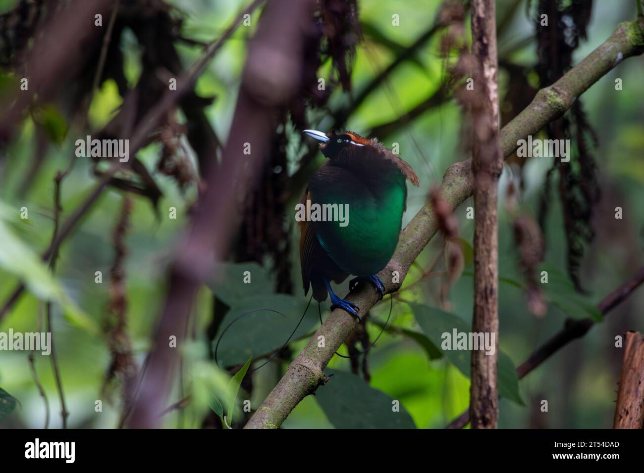 Magnificent bird-of-paradise in Arfak mountains in West Papua Stock ...