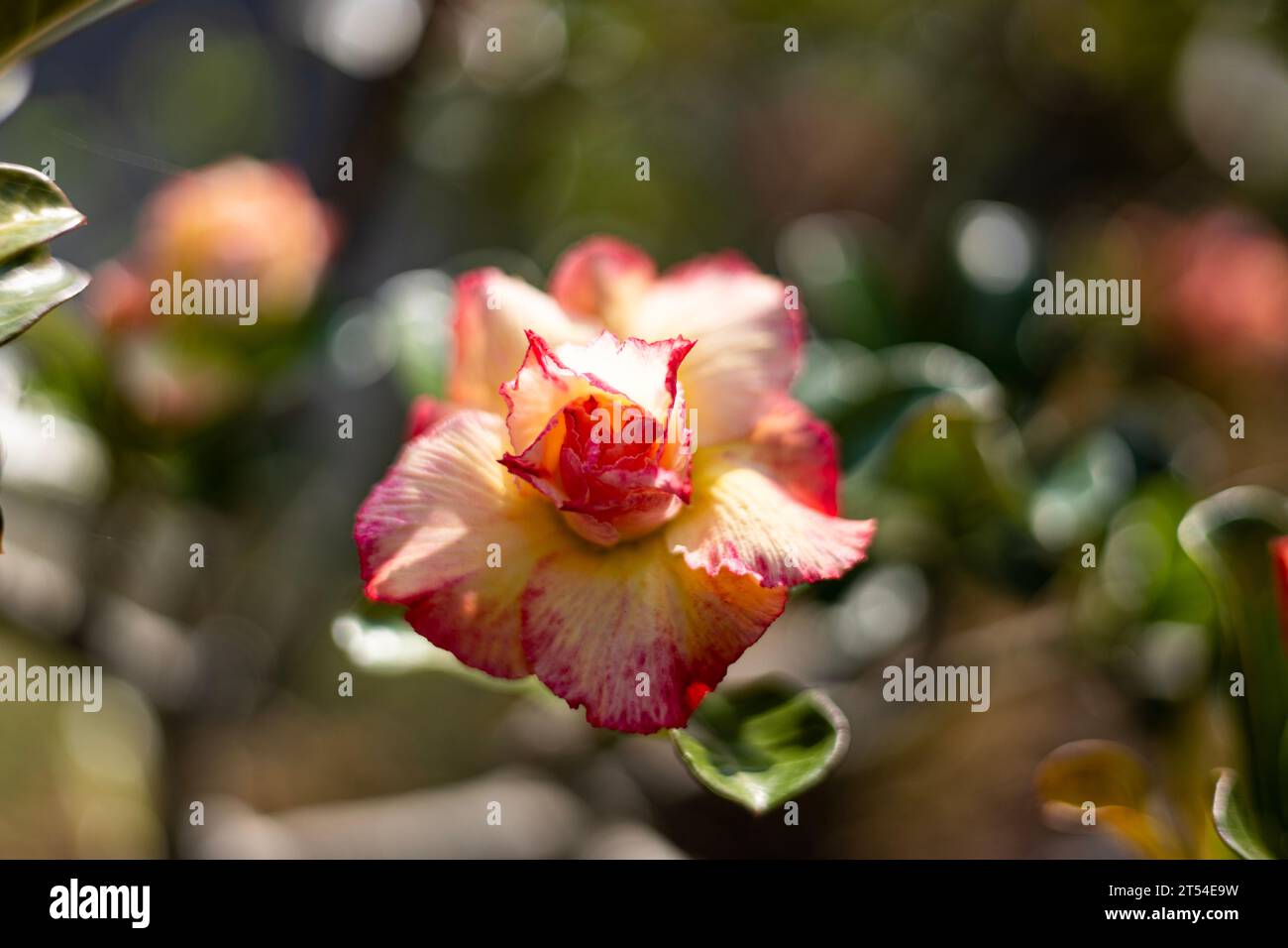 Adenium Flowers Have Three Colors Mixed Together, Yellow, Pink, White ...