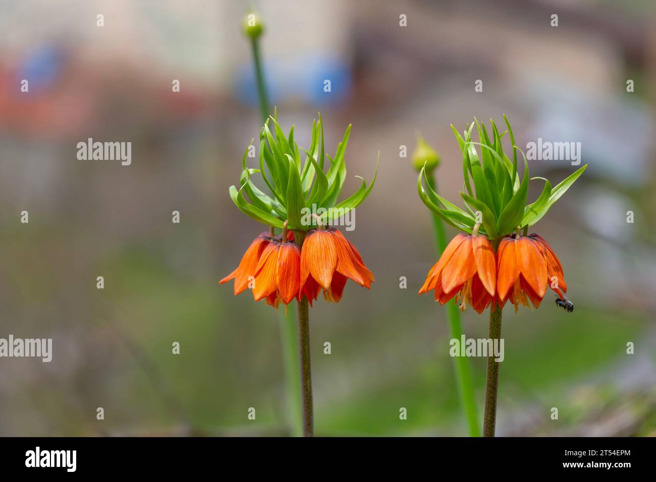 Turkish mountains in the skirts of the opposite lilies. Inverted lilies ...