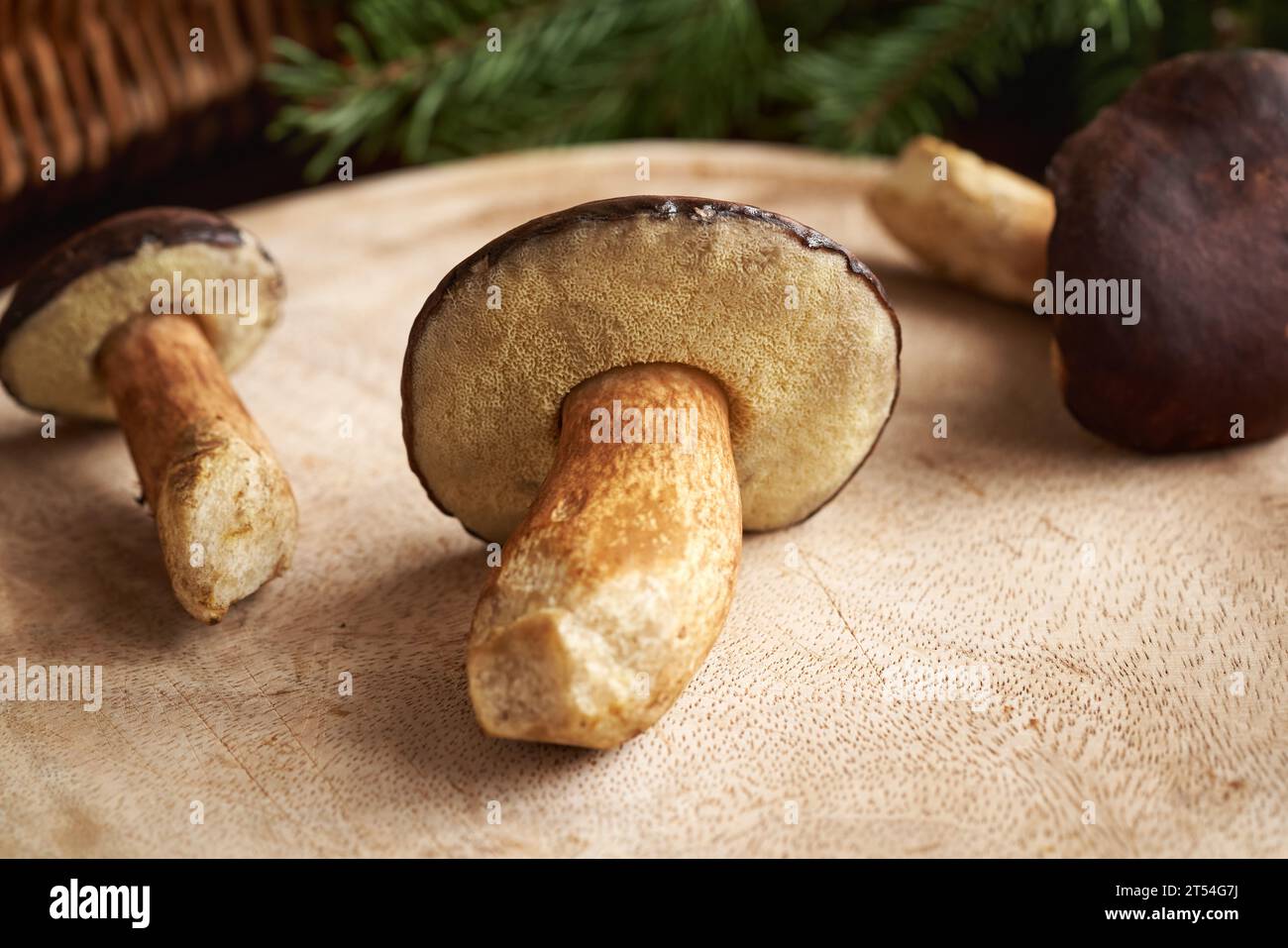 Fresh pine boletes on a table - wild edible mushrooms Stock Photo - Alamy