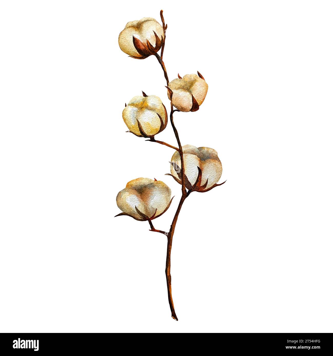 A single sprig of cotton. A separate element For postcards, invitations ...