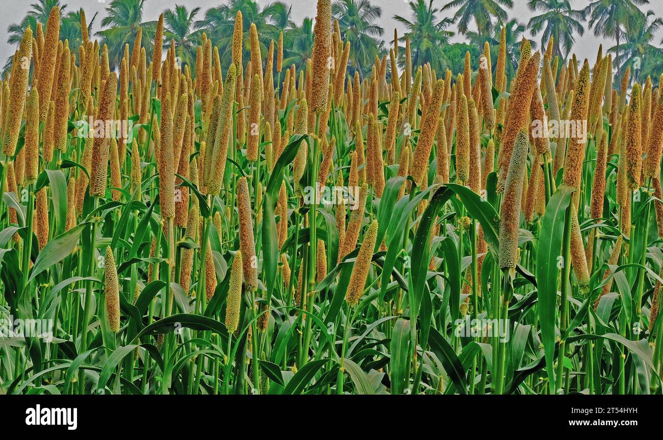 Pearl millet grown in a field with coconut trees in the backdrop Stock ...