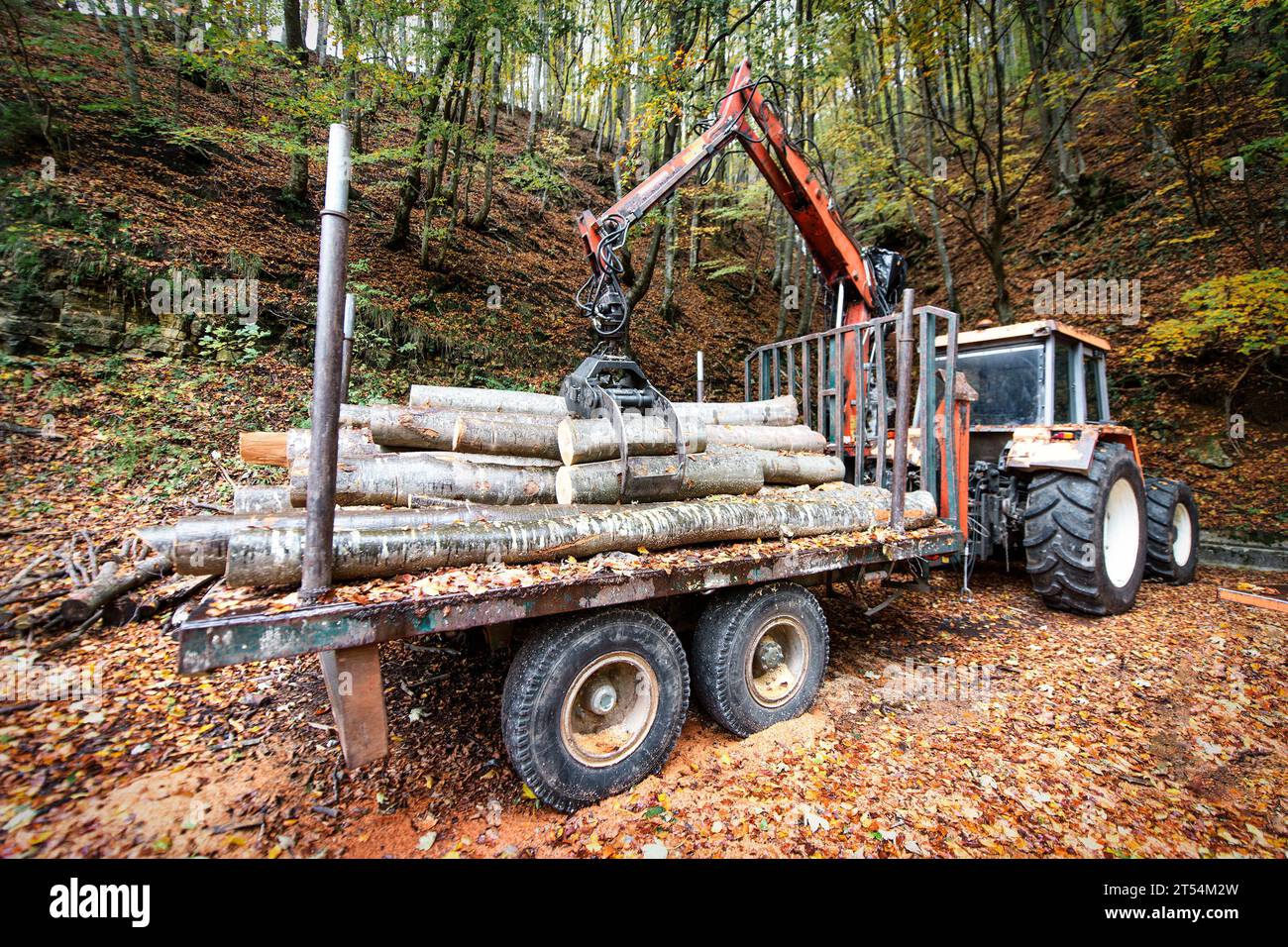 Loads of trees hi-res stock photography and images - Alamy