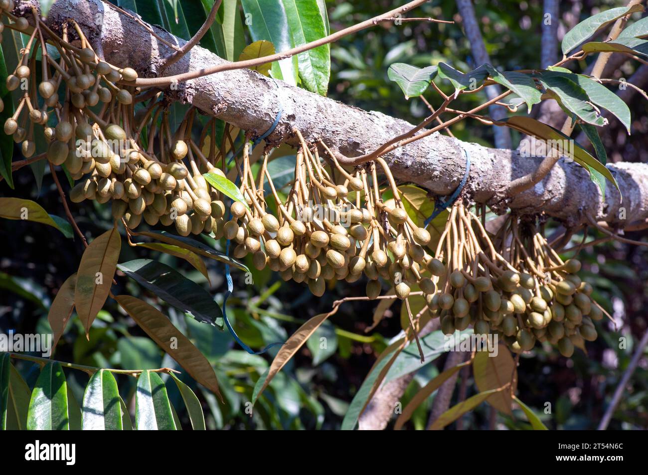 Durian Tree Flower