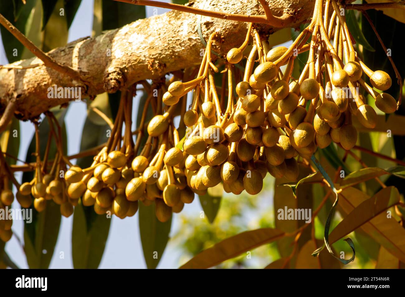 Durian flower buds (Durio zibethinus), king of fruits, blooming from ...