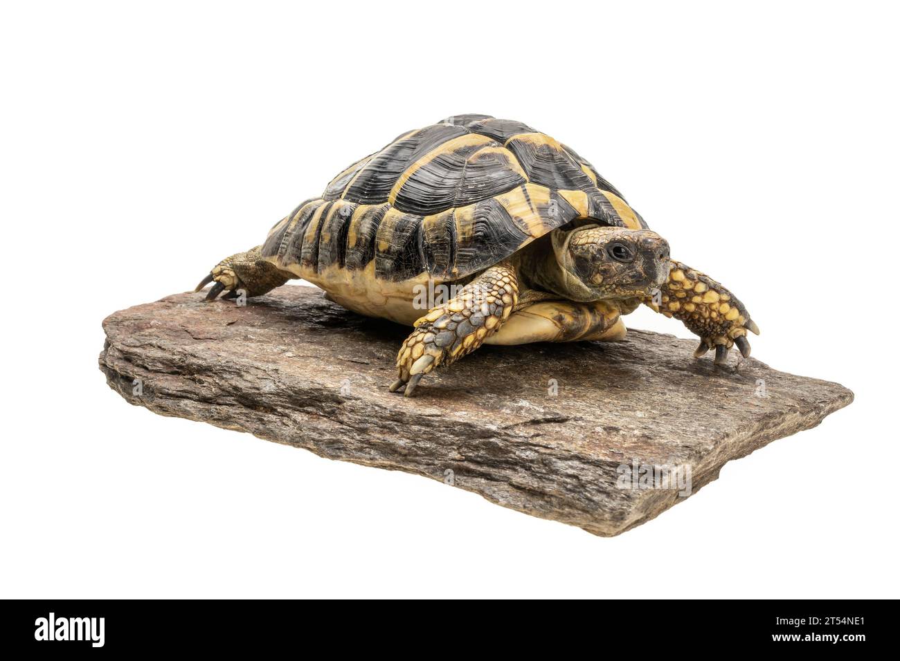 Herman's Tortoise on a stone against white background Stock Photo - Alamy